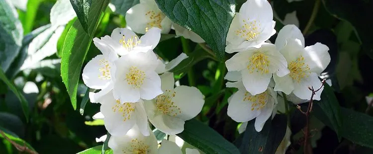 Idaho State Flower - The Syringa | Proflowers Blog