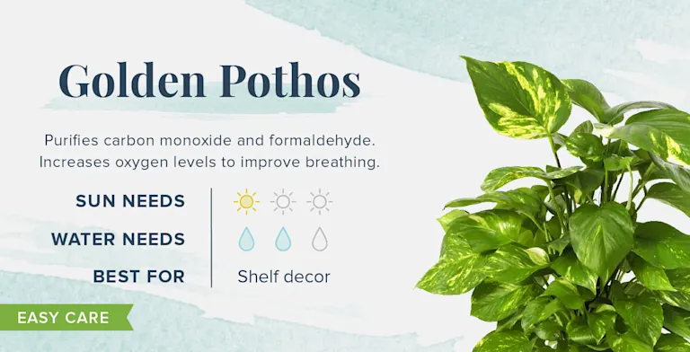 18 Plants That Help You Sleep Better Than Ever | Proflowers Blog
