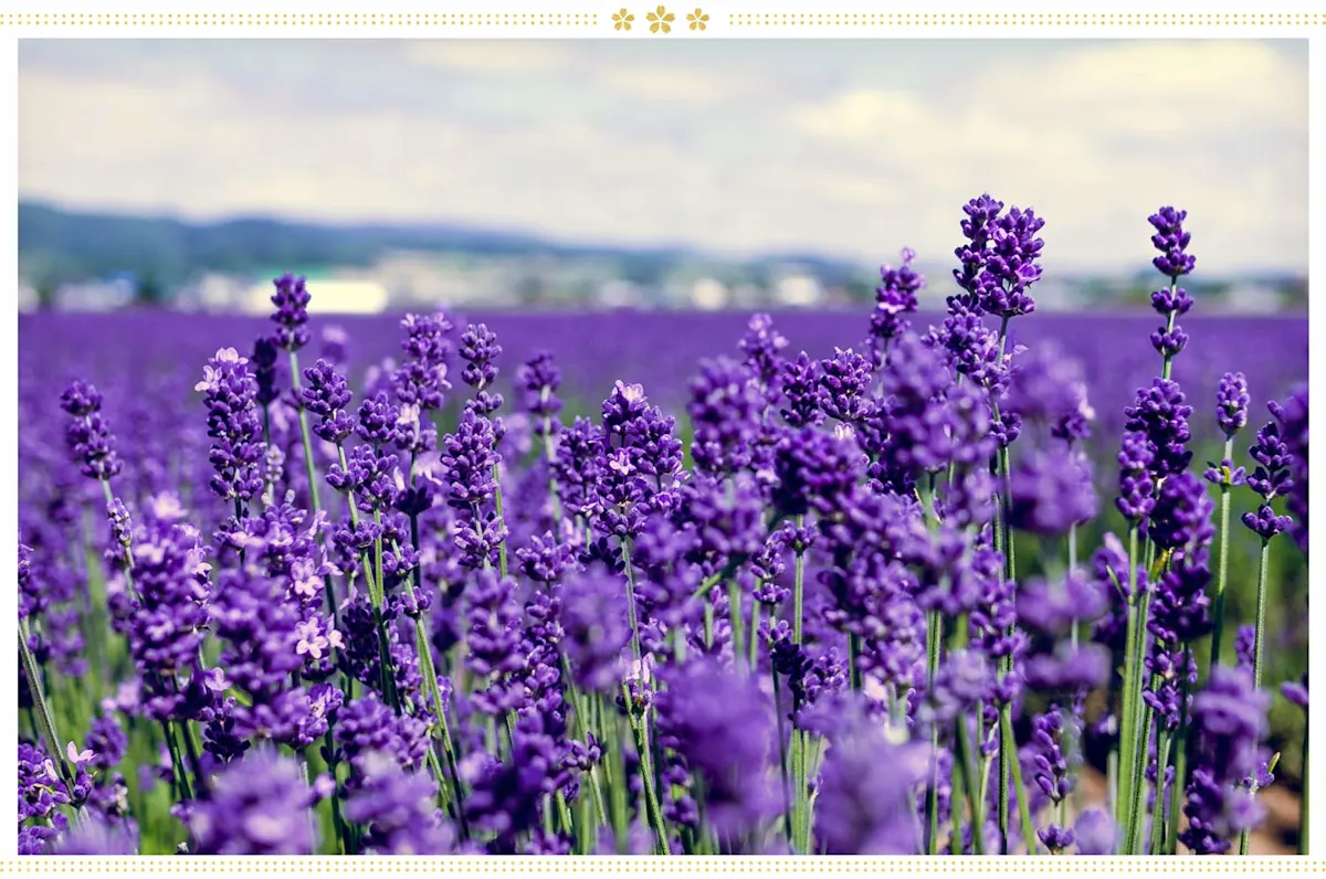 15 Japanese Flower Meanings and Where to Find Them | Proflowers Blog