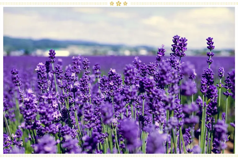 15 Japanese Flower Meanings and Where to Find Them | Proflowers Blog