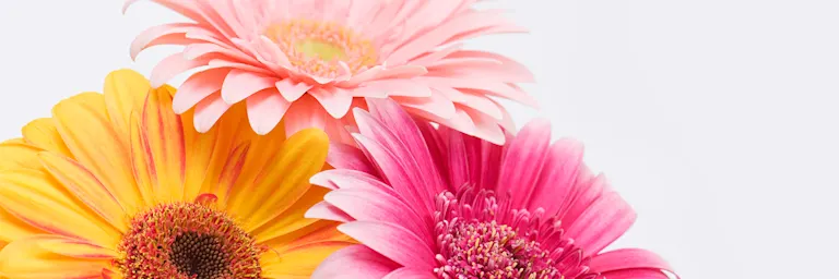 Gerbera Daisy Care Guide: Growing Information, Tips and Meaning ...