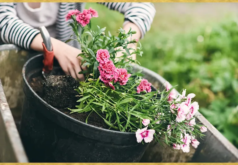 A Guide to Growing Carnations - FTD.com