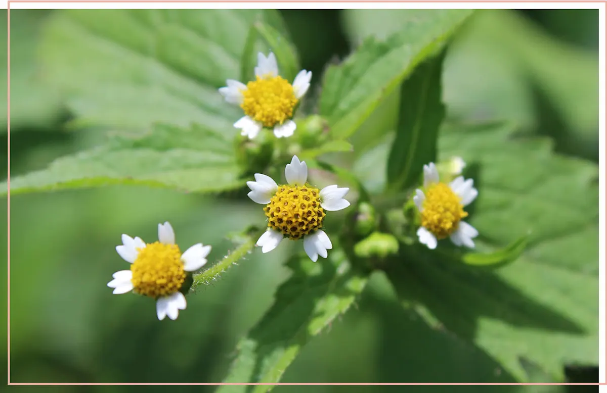 36 Kinds of Flowering Weeds + Tips on Finding Beauty in Unlikely Places ...