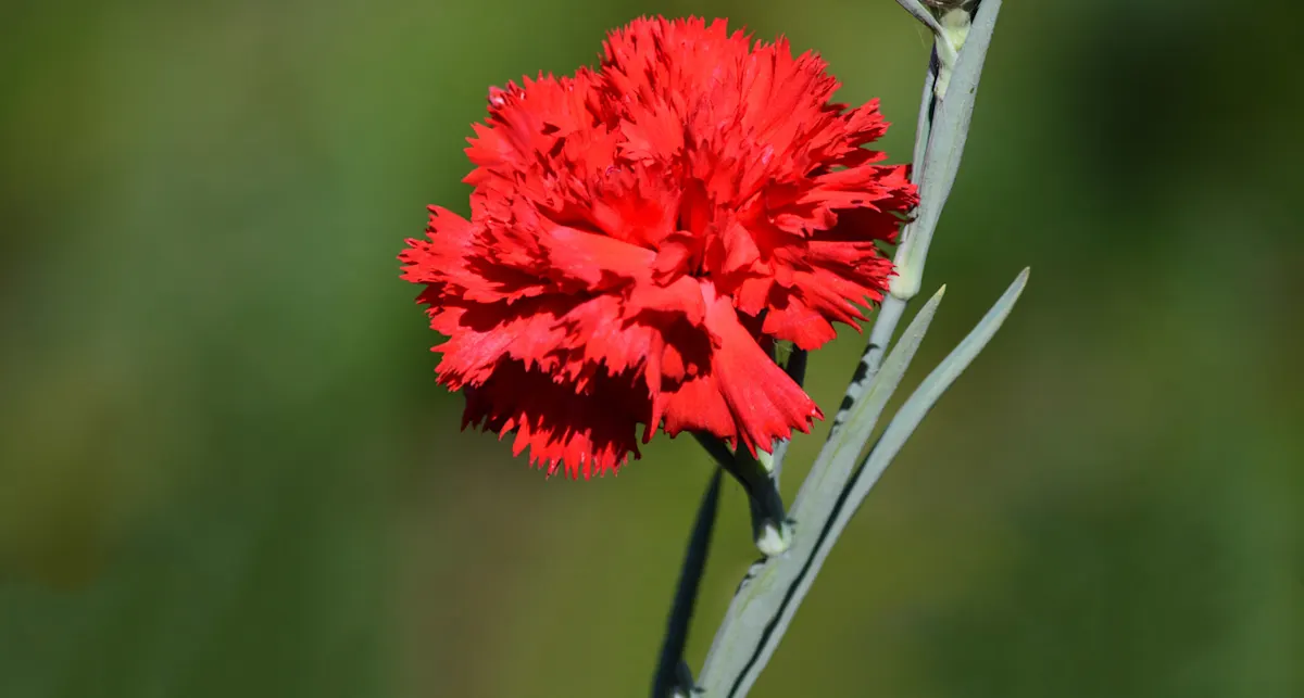 Ohio State Flower - Scarlet Carnation | Proflowers Blog