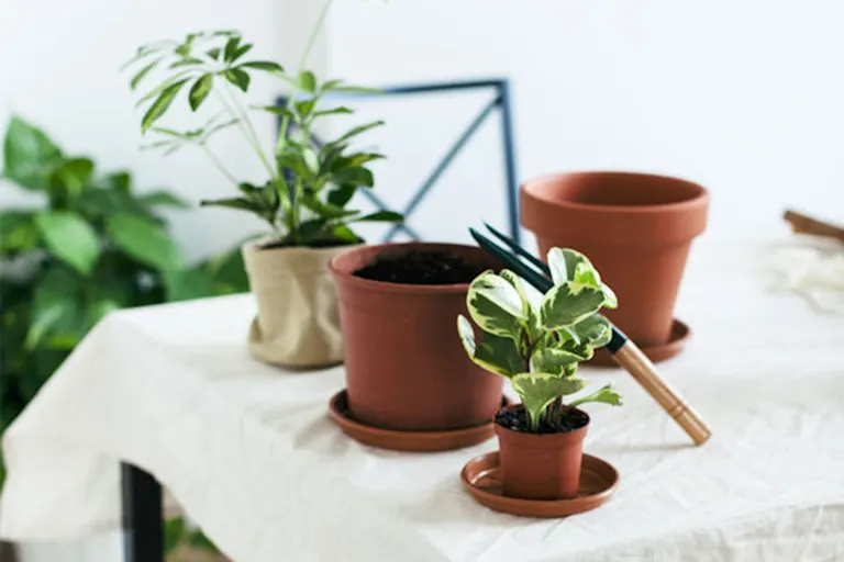 How to Revive a Plant | Proflowers Blog