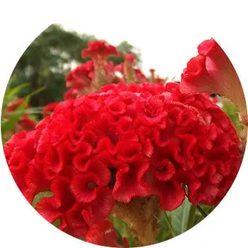 41 Types of Red Flowers - ProFlowers Blog