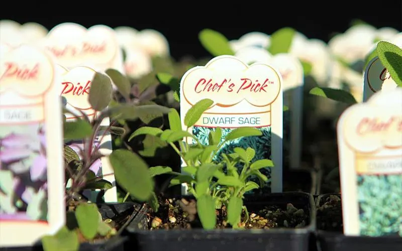 Conquer Small Spaces with Container Gardening - Fresh by FTD