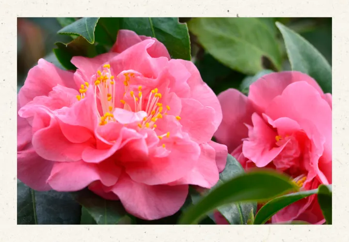 Victorian Flowers: 15 Styling Tips + Ideas | FTD