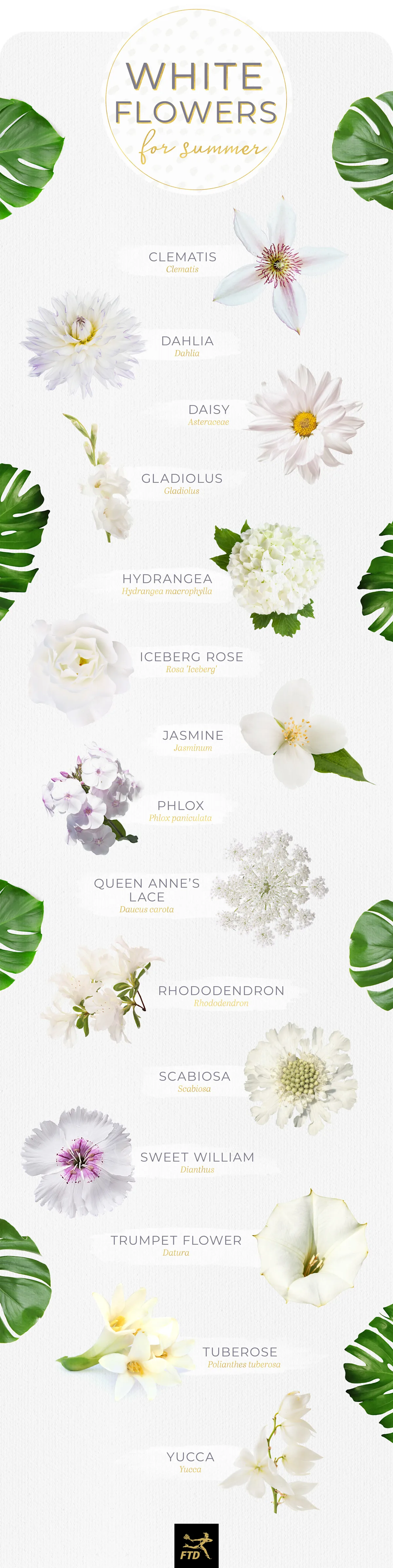 40 Types of White Flowers - FTD.com