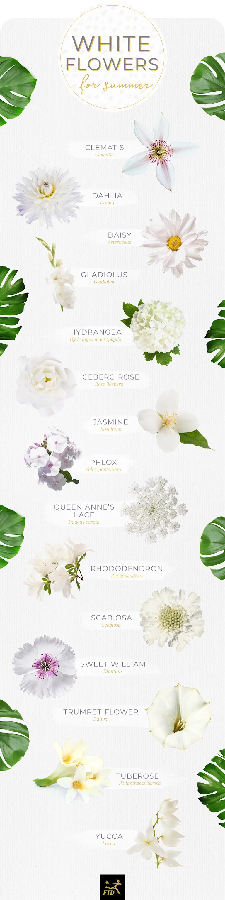 40 Types of White Flowers - FTD.com