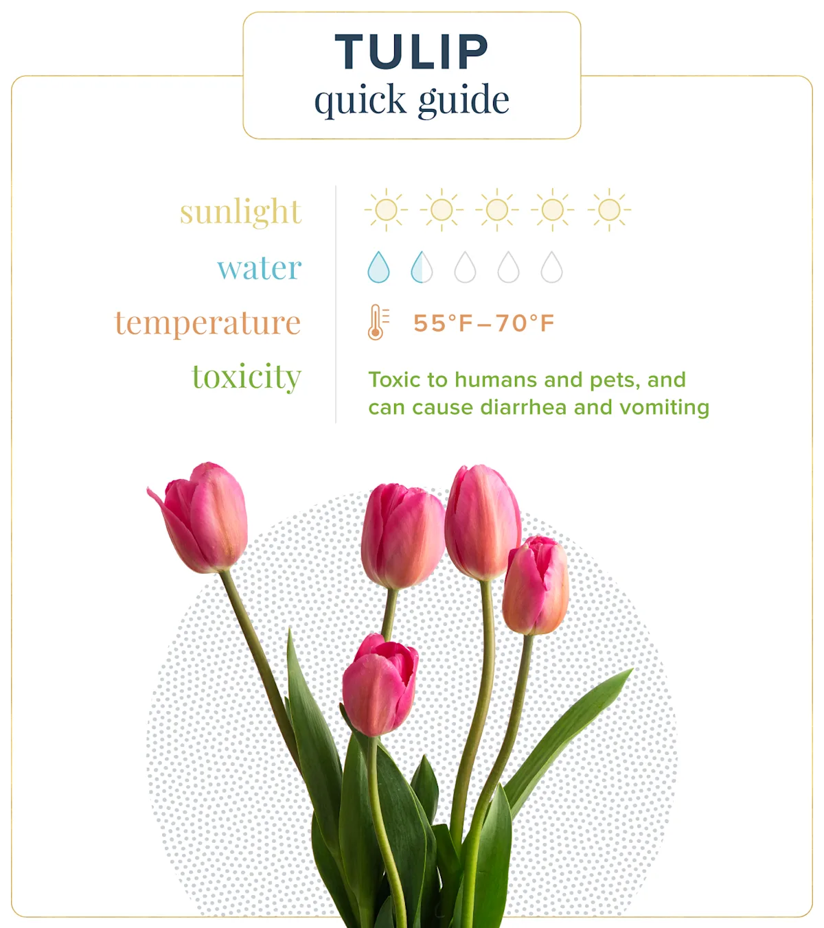 Tulip Care Guide: How to Care for Tulips + Growing Tips | Proflowers Blog
