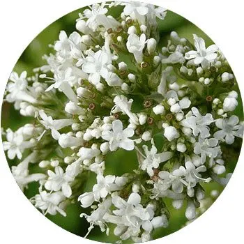 48 Types of White Flowers | Proflowers Blog