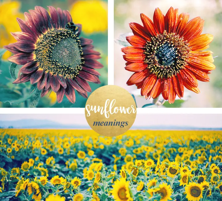 Sunflower Meaning and Symbolism - FTD.com