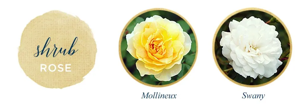 Types of Roses: A Visual Compendium - FTD.com