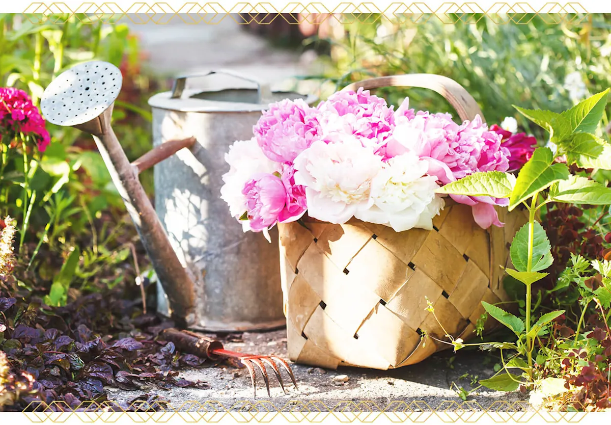 Peony Care Guide: How to Plant and Grow Peonies - FTD.com