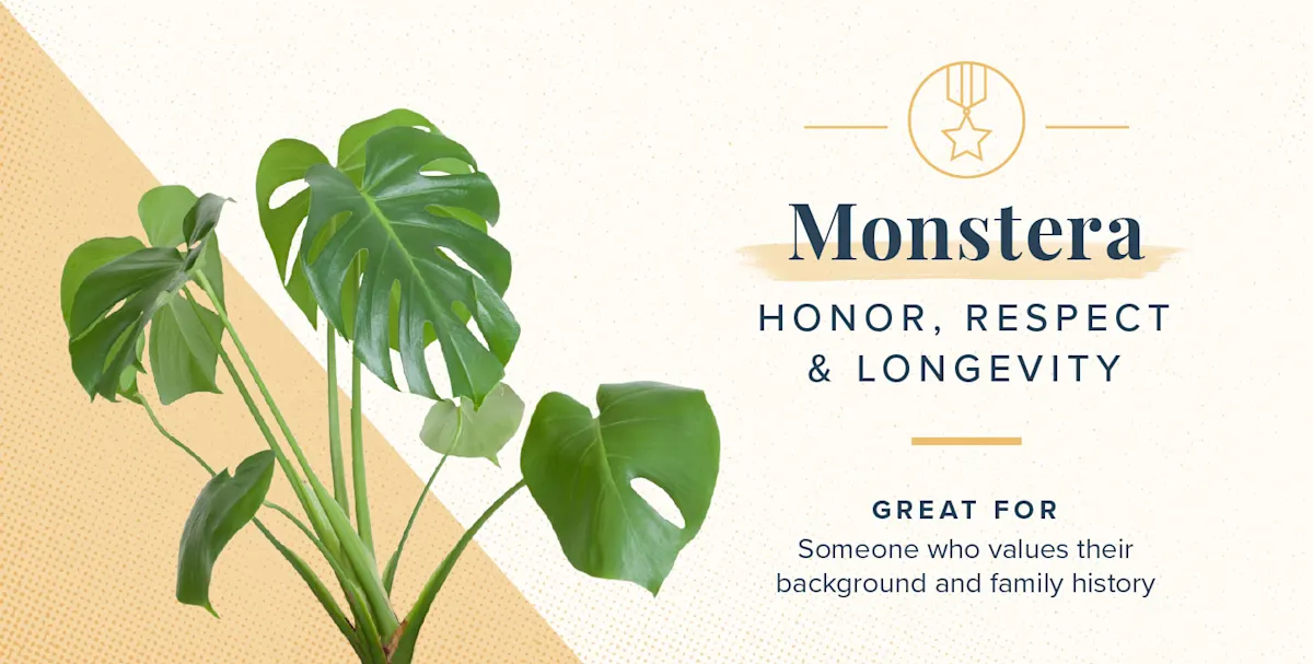 Plant Symbolism Guide: 31 Plants for Every Personality | Proflowers Blog