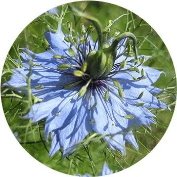 41 Types of Blue Flowers - ProFlowers Blog