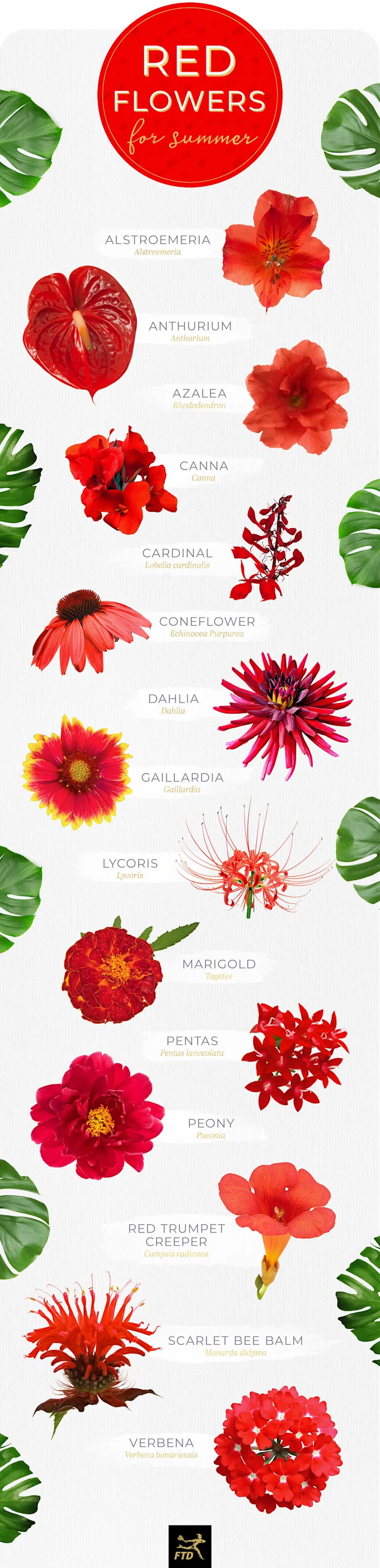 40 Types of Red Flowers - FTD.com