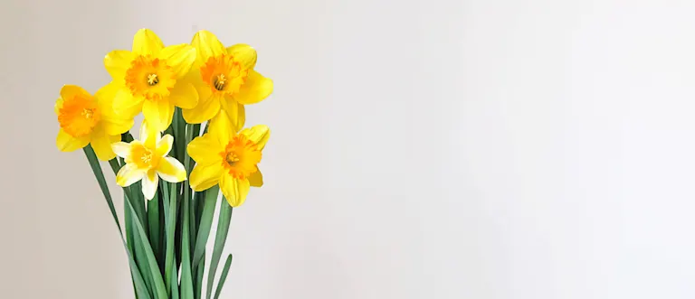 Daffodil Care Guide: How to Care for Daffodils + Growing Tips ...