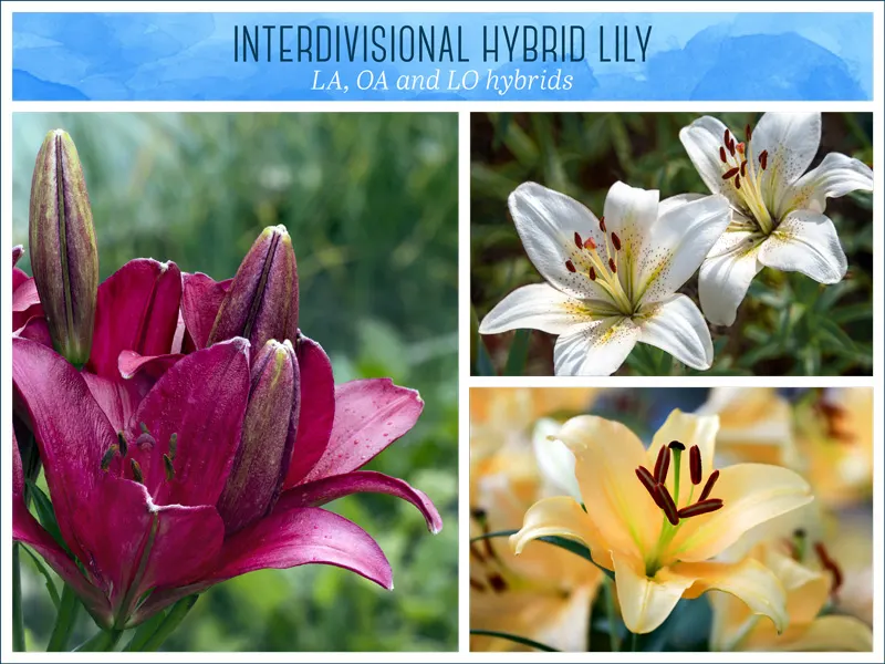 Types of Lilies: A Visual Guide - FTD.com