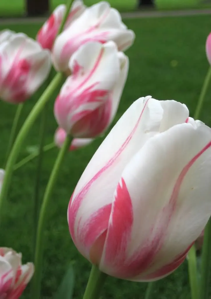 10 Tulip Tips - Fresh by FTD
