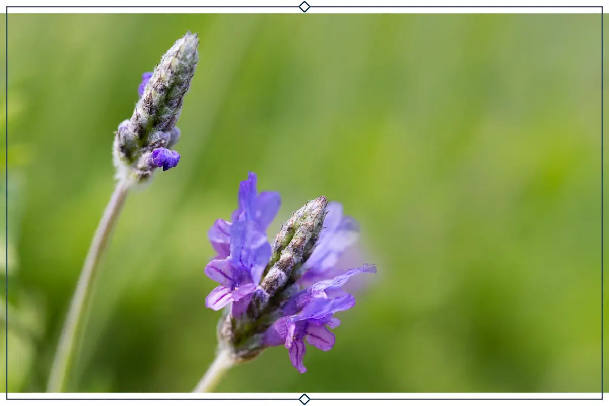 12 Types of Lavender + Growing Info | Proflowers Blog
