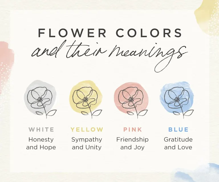 6 Apology Flowers + the Meaning Behind the Bloom | FTD