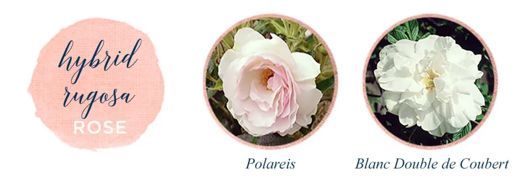 Types of Roses: A Visual Compendium - FTD.com