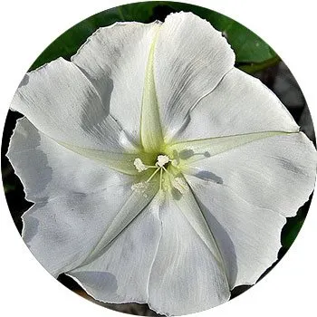 48 Types of White Flowers - ProFlowers Blog