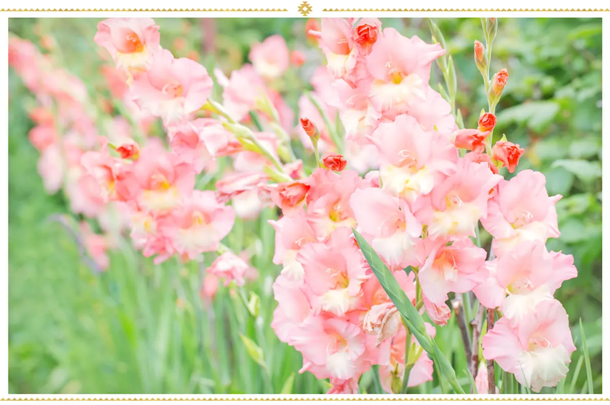 15 Mexican Flowers: Symbolism and Where to Find Them | Proflowers Blog