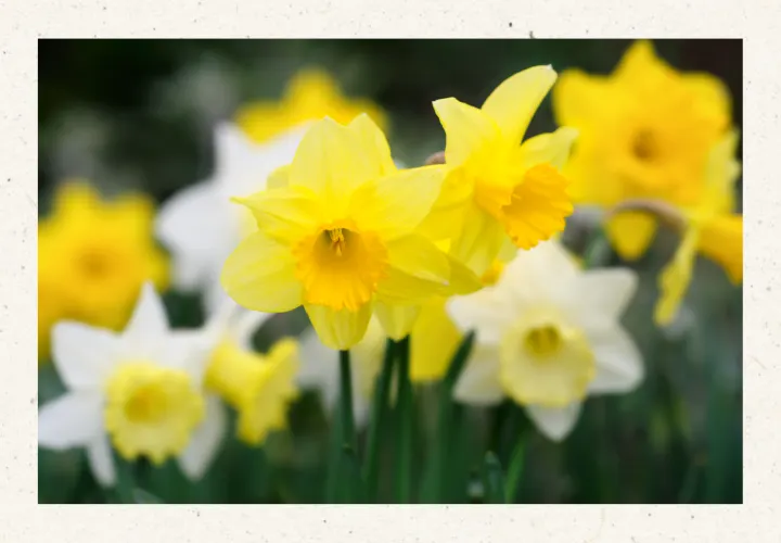 Victorian Flowers: 15 Styling Tips + Ideas | FTD