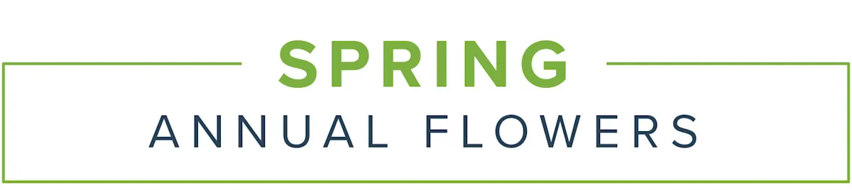 20 Annual Flowers for Every Season | ProFlowers