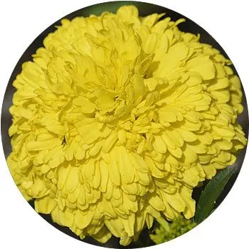 33 Types of Yellow Flowers | Proflowers Blog