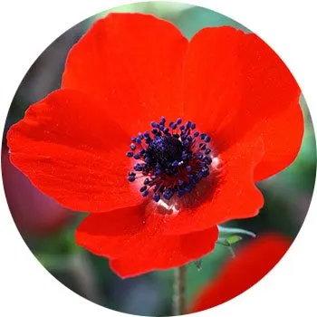 41 Types of Red Flowers - ProFlowers Blog