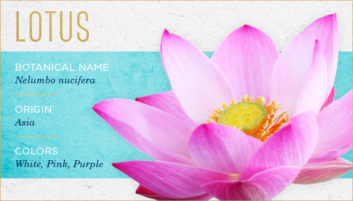 Lotus Flower Names | Best Flower Site