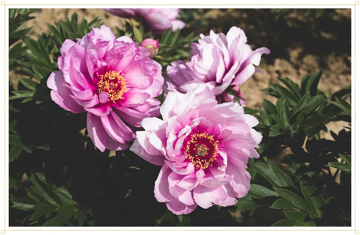 Peony Care Guide: How to Care for Peonies and Growing Tips | Proflowers ...