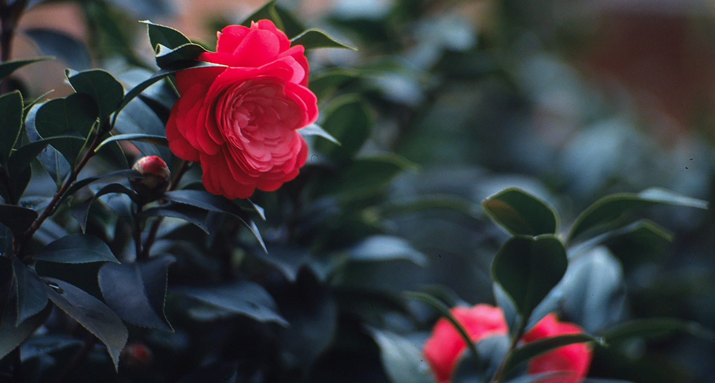 Alabama State Flower - The Camellia | Proflowers Blog