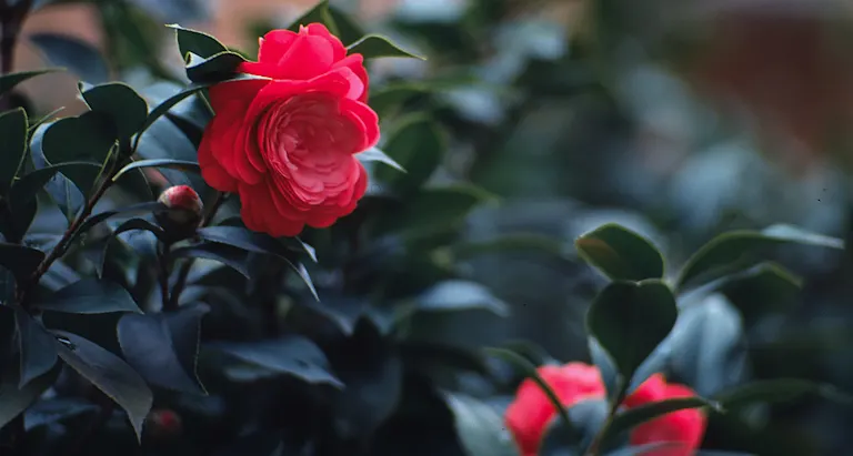 Alabama State Flower - The Camellia | Proflowers Blog