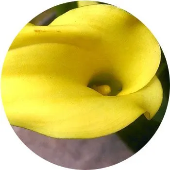 33 Types of Yellow Flowers | Proflowers Blog