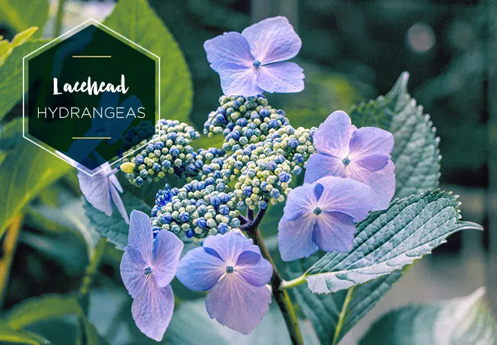 Types of Hydrangeas: A Visual Guide - FTD.com