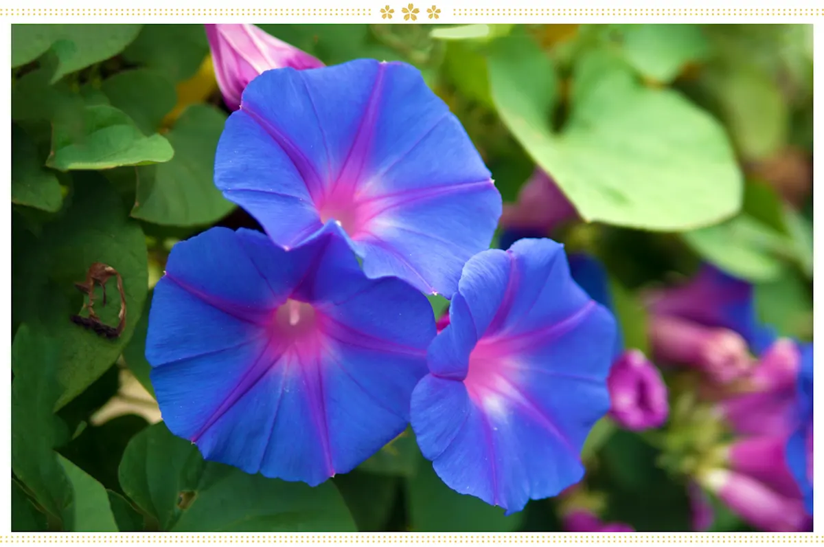 15 Japanese Flower Meanings and Where to Find Them | Proflowers Blog