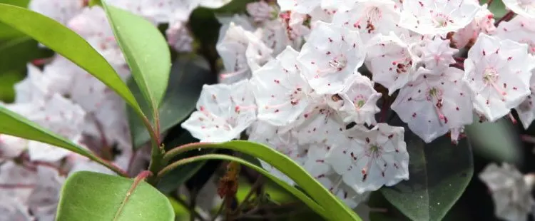Connecticut State Flower - Mountain Laurel | Proflowers Blog