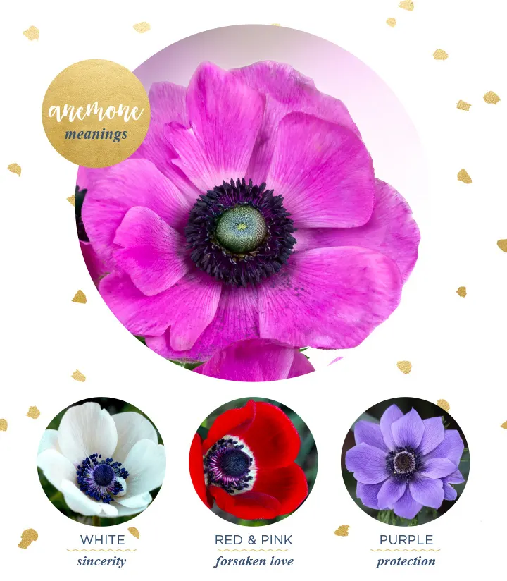 Anemone Meaning and Symbolism - FTD.com