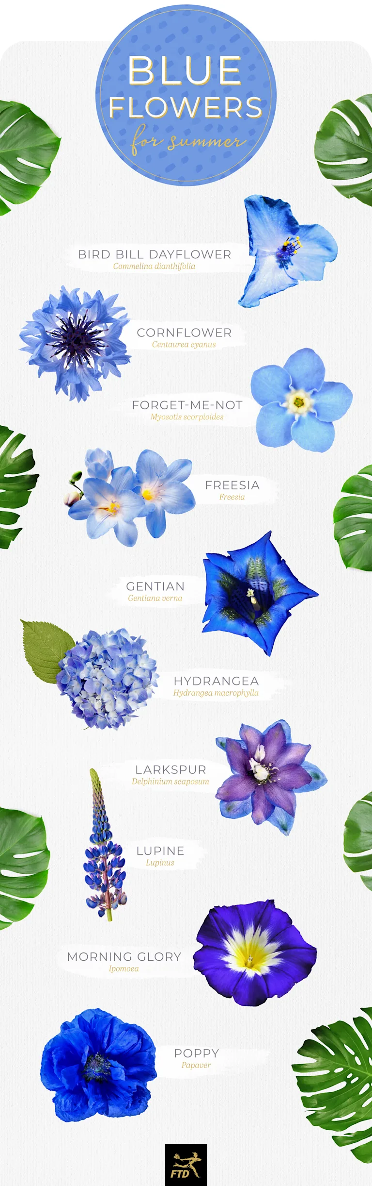 30 Types of Blue Flowers - FTD.com