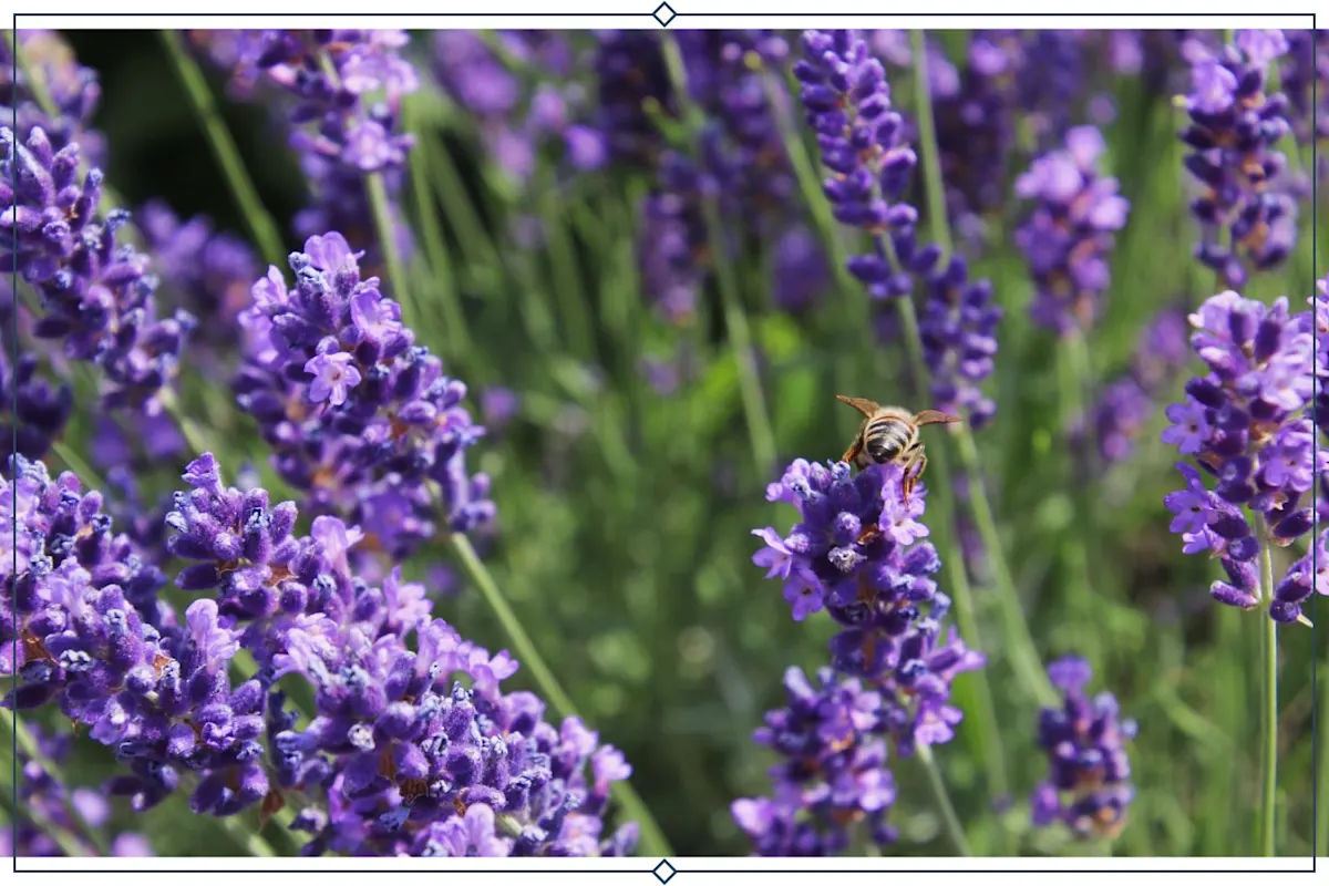 12 Types of Lavender + Growing Info | Proflowers Blog