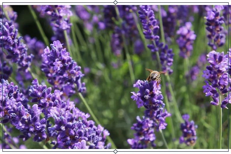 12 Types of Lavender + Growing Info | Proflowers Blog