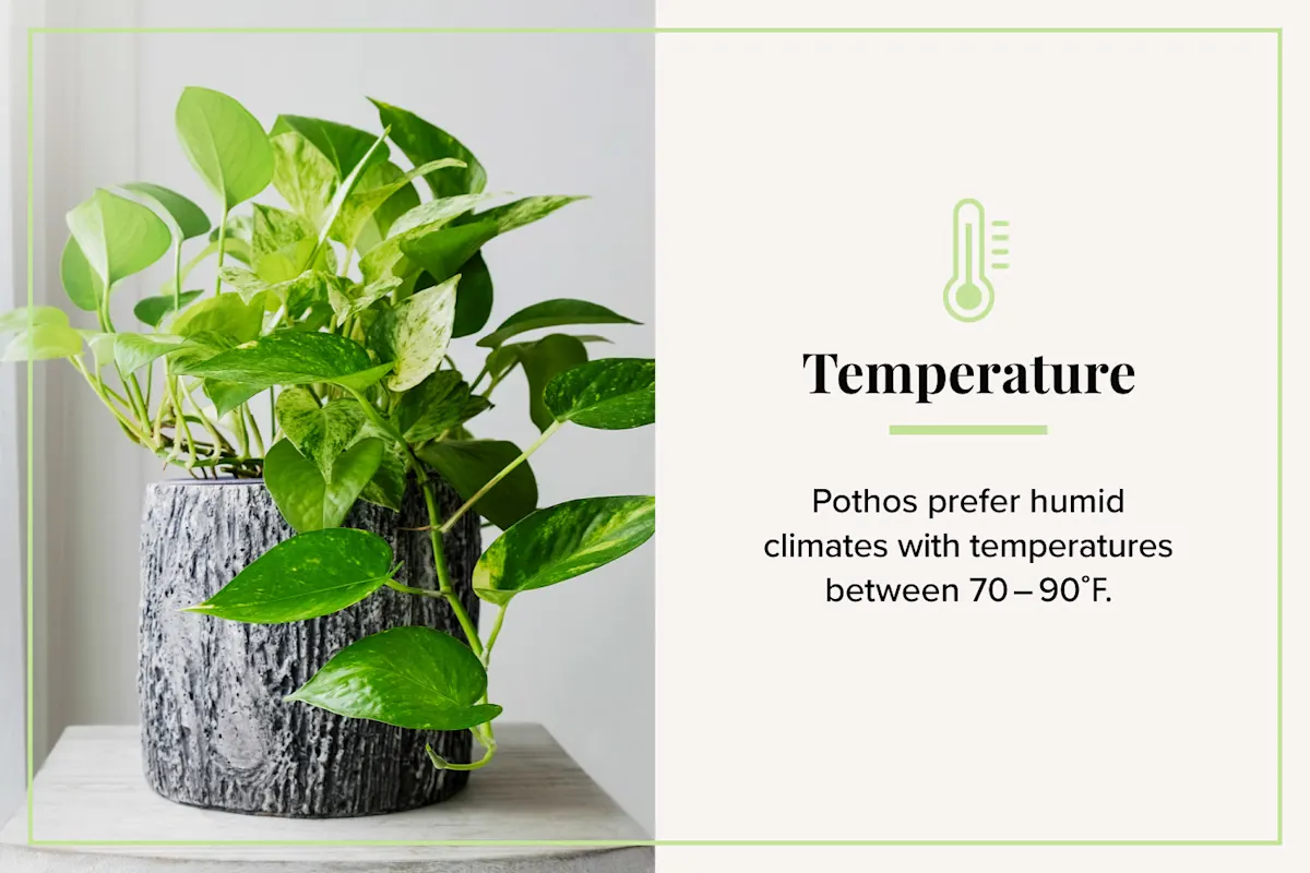 Pothos Plant Care Guide: Growing Information and Tips | Proflowers Blog