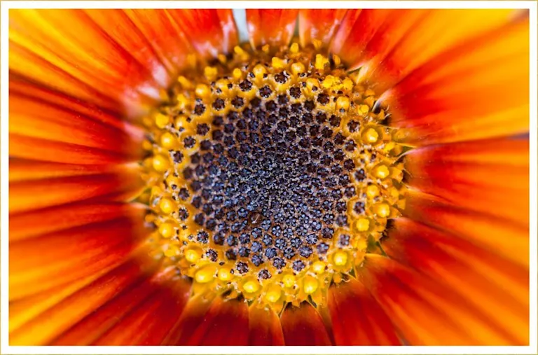 20 Types of Orange Flowers - FTD.com