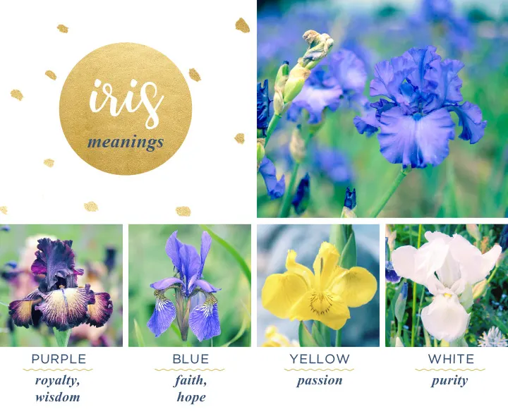 Iris Meaning and Symbolism - FTD.com