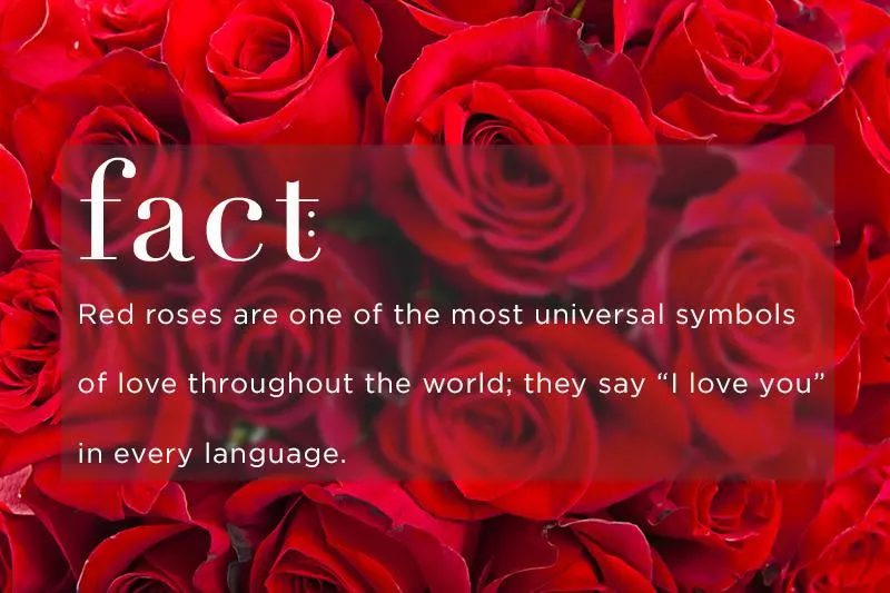 Know Your Rose Meanings: Give the Right Rose - Fresh by FTD